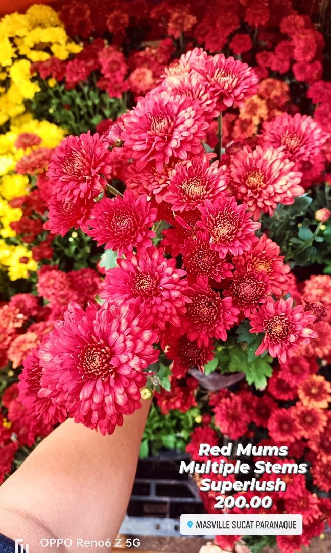 Red Mums Superlush, Furniture & Home Living, Gardening, Plants & Seeds ...