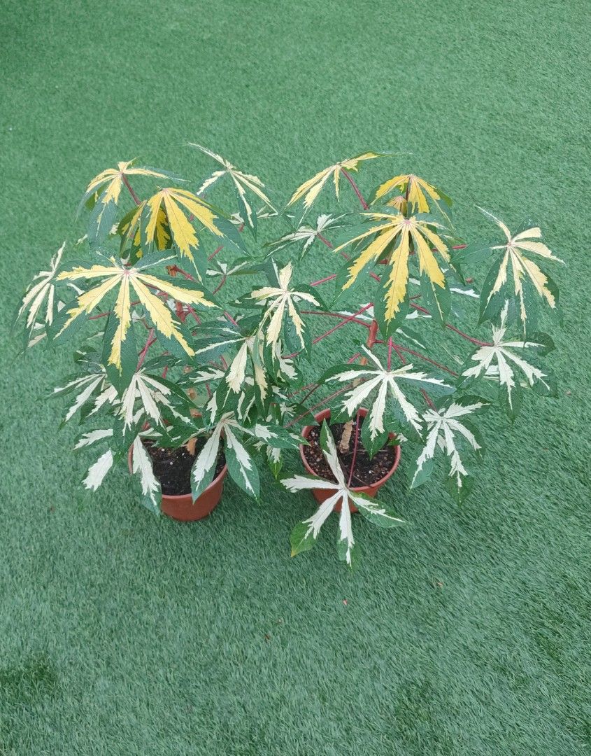 [RM20] MATURED & HEALTHY Variegated Tapioca Plant, Furniture & Home ...