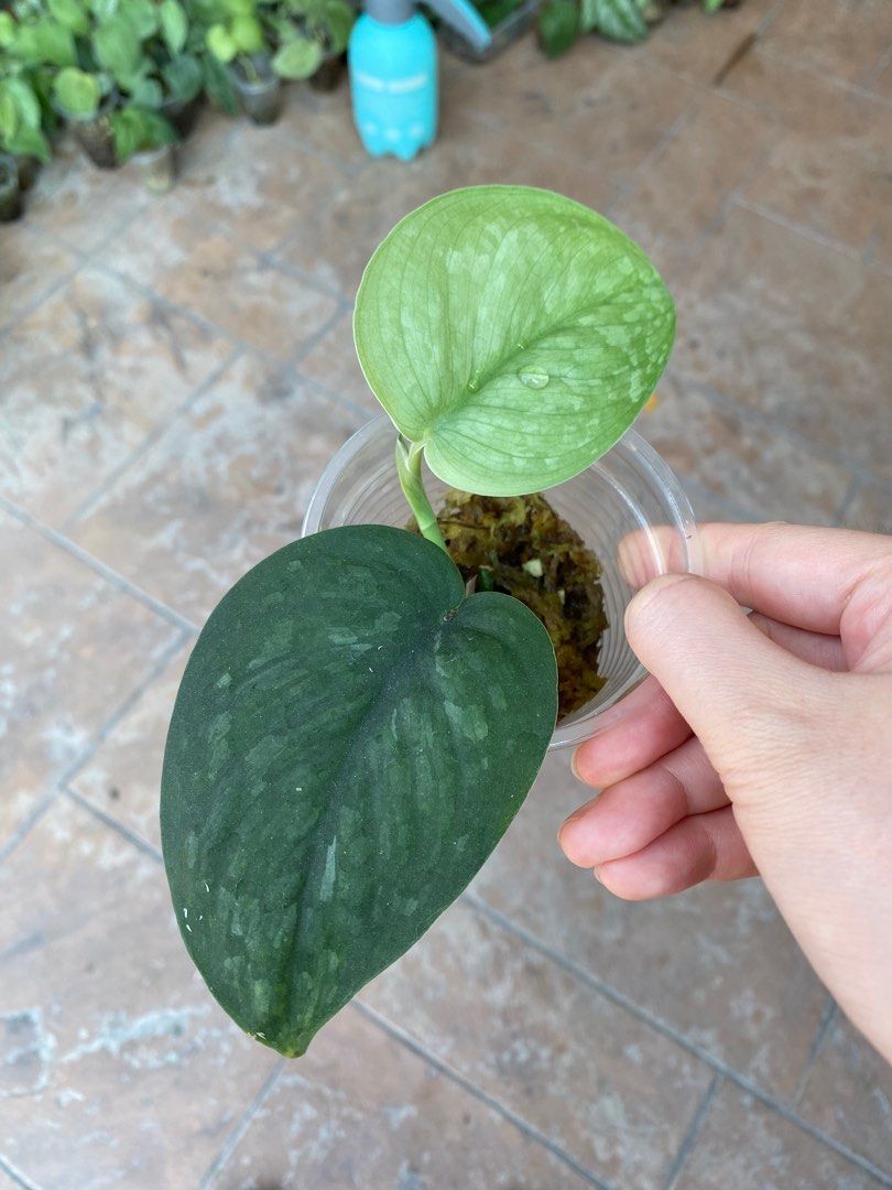 Scindapsus Dark Splash, Furniture & Home Living, Gardening, Plants ...