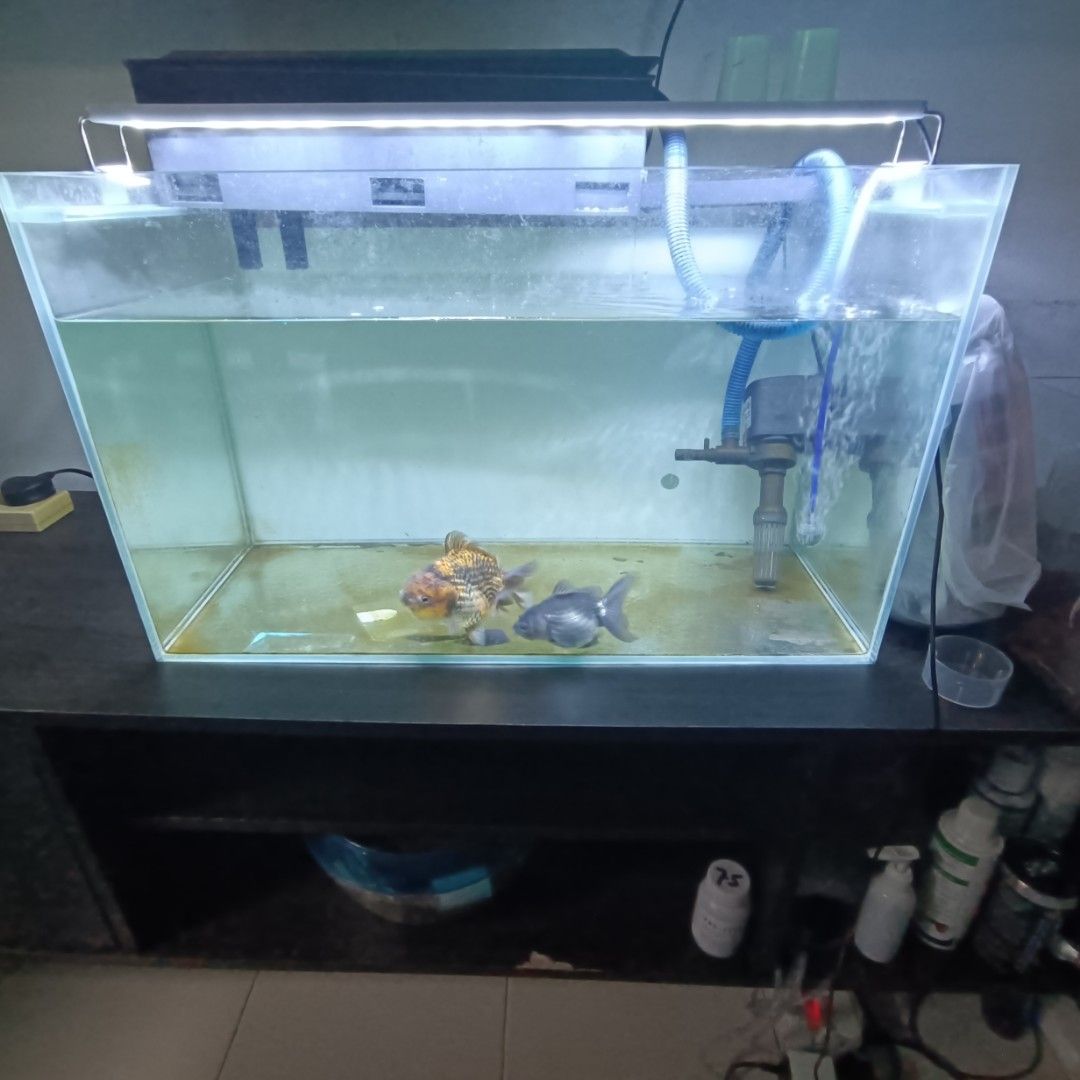 2ft fish tank Set, Pet Supplies, Homes & Other Pet Accessories on Carousell