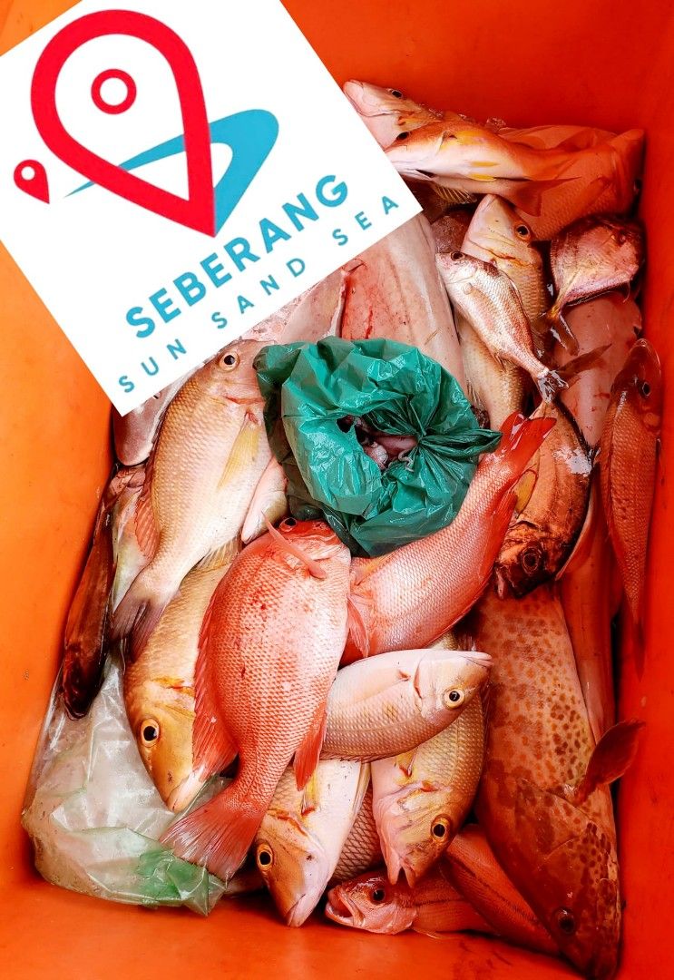 BATAM KELONG-FISHING WITH SEBERANG, Sports Equipment, Fishing on Carousell