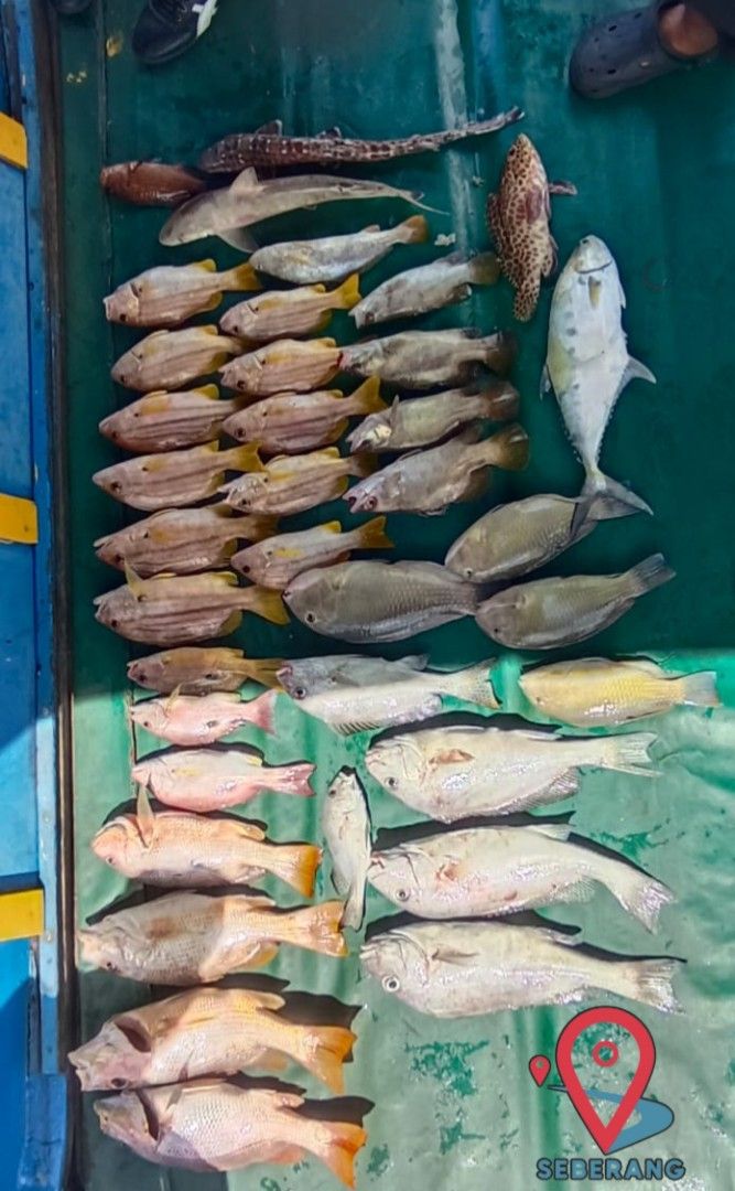 BATAM KELONG-FISHING WITH SEBERANG, Sports Equipment, Fishing on Carousell