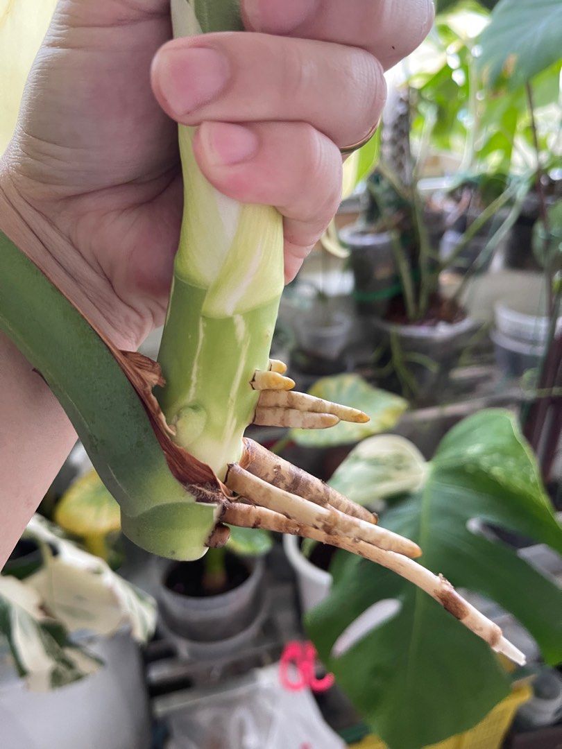 Monstera Albo top cut, Furniture & Home Living, Gardening, Plants ...