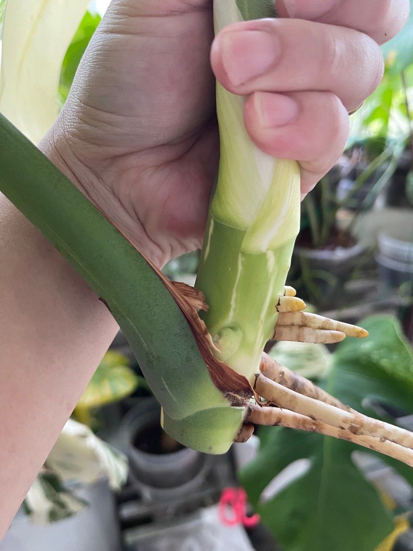 Monstera Albo top cut, Furniture & Home Living, Gardening, Plants ...