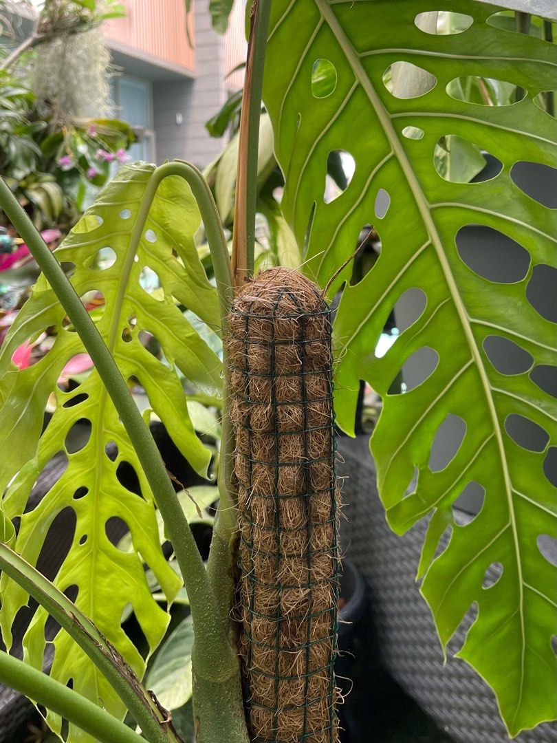 Monstera Dubia Mature Form, Furniture & Home Living, Gardening, Plants ...