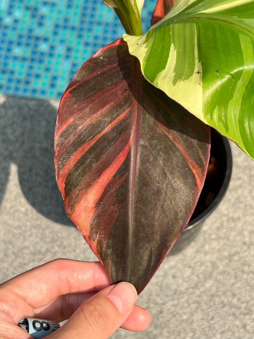 Musa Nono Variegated, Furniture & Home Living, Gardening, Plants ...