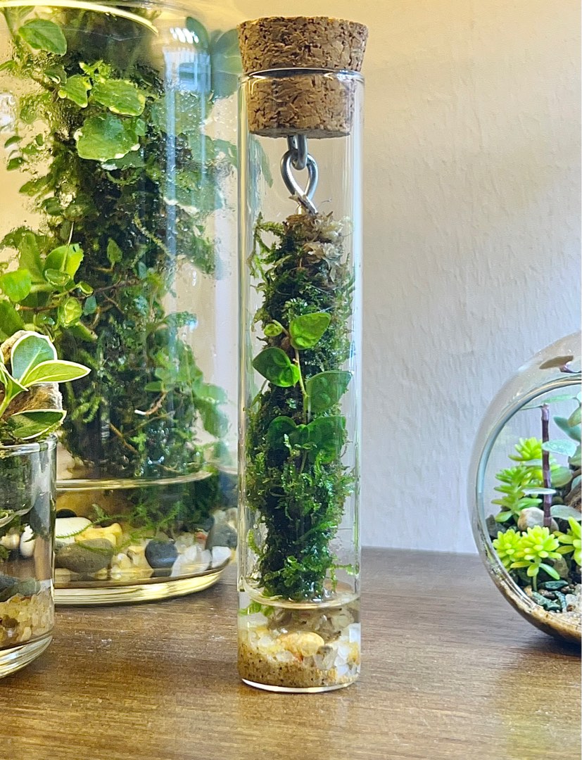 Terrarium | Mini Terrarium | Mini Terrarium Glass tube | Hanging Moss ...
