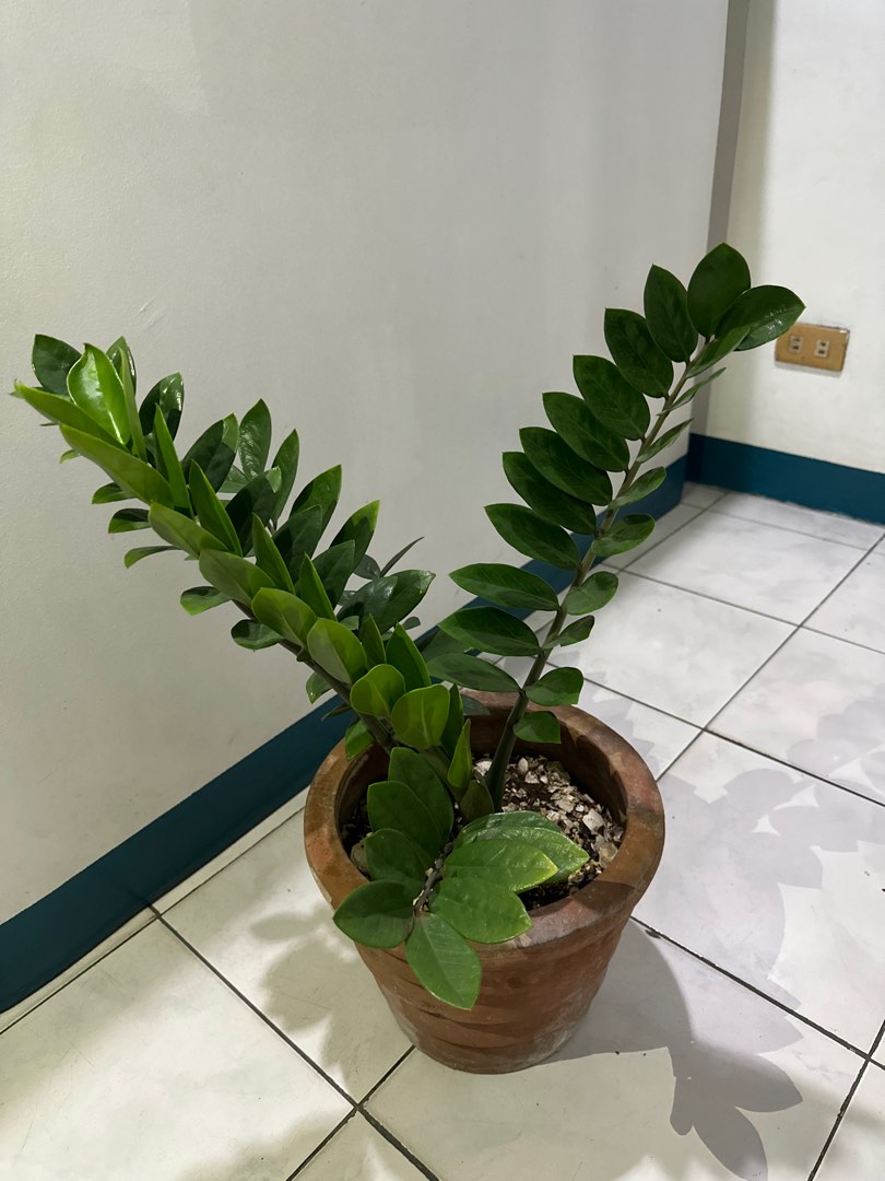 ZZ PLANT ON TERRACOTA POT, Furniture & Home Living, Gardening, Plants ...