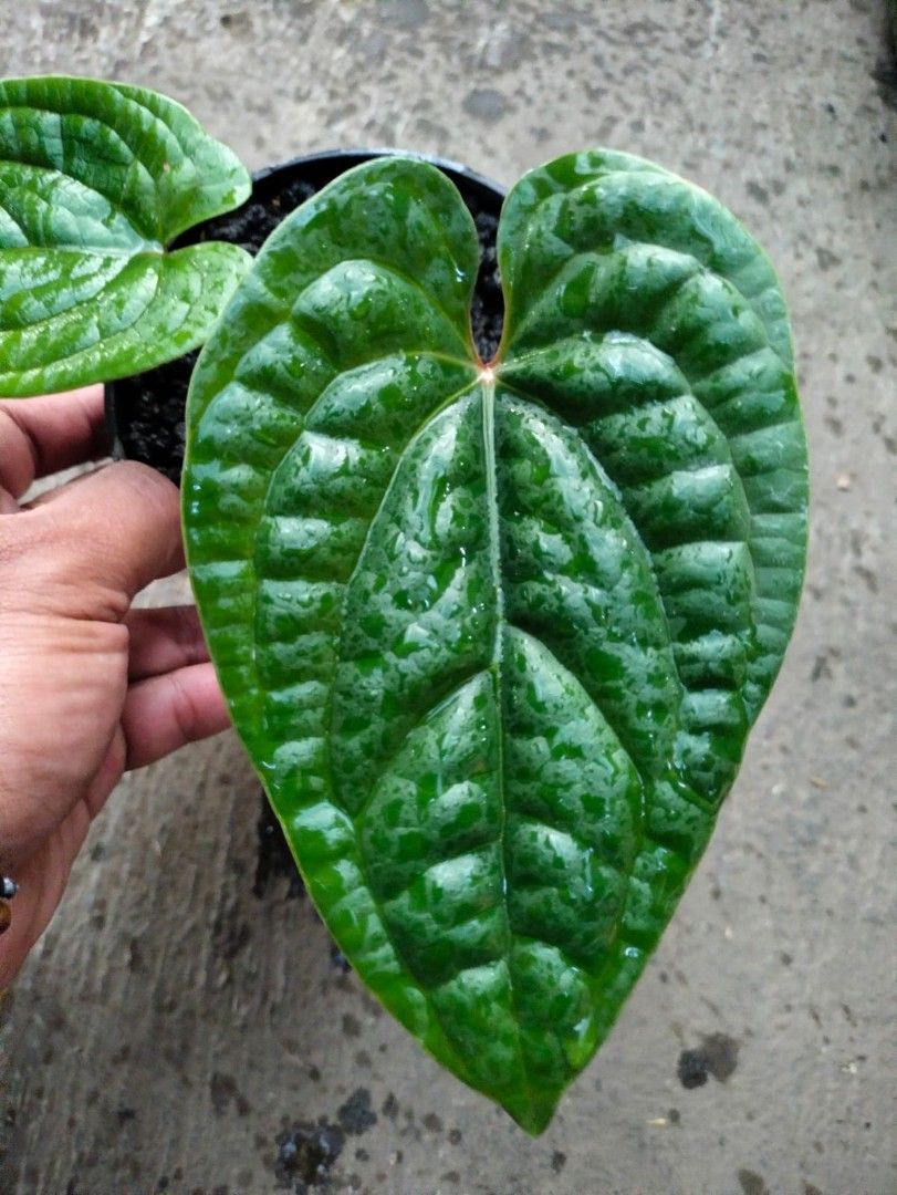 Anthurium Radicans x Luxurian, Furniture & Home Living, Gardening ...