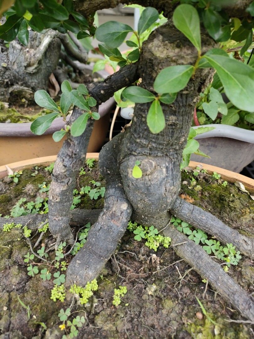 Bonsai Thailand Tako tree, Furniture & Home Living, Gardening, Plants ...