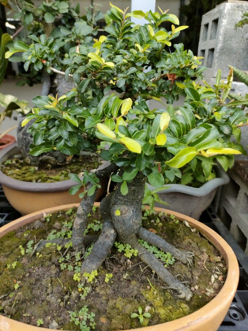 Bonsai Thailand Tako tree, Furniture & Home Living, Gardening, Plants ...