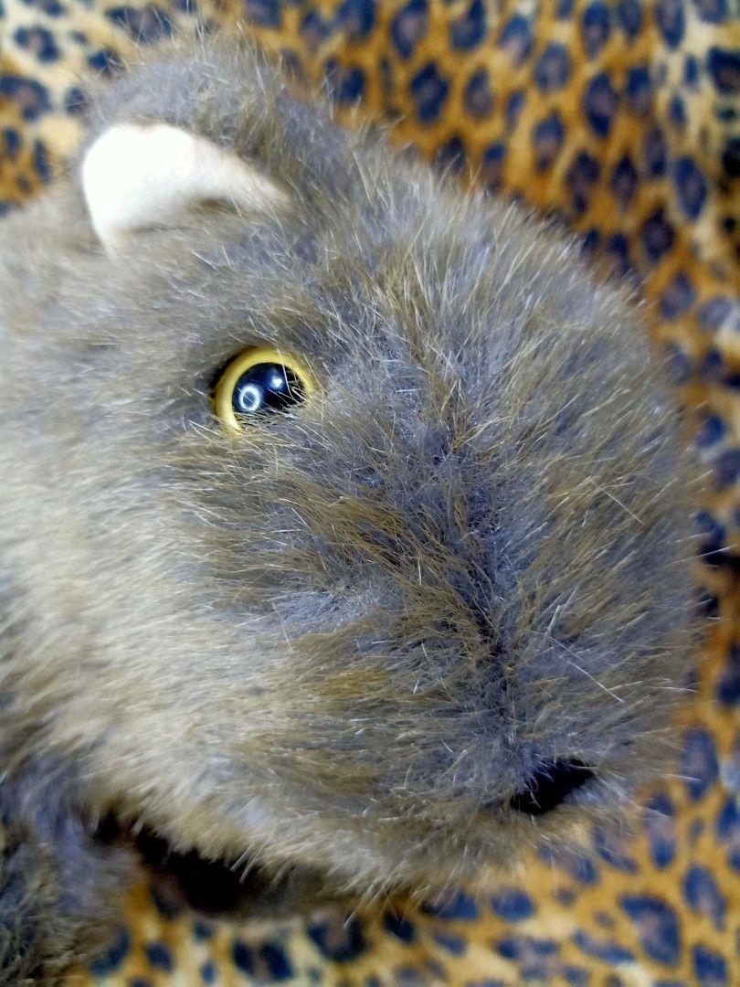 REALISTIC BIG SIZE WOMBAT CAPYBARA PLUSH TOY, Hobbies & Toys, Toys ...