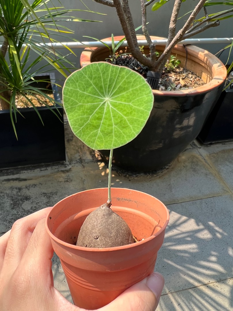 Stephania Erecta, Furniture & Home Living, Gardening, Plants & Seeds on ...