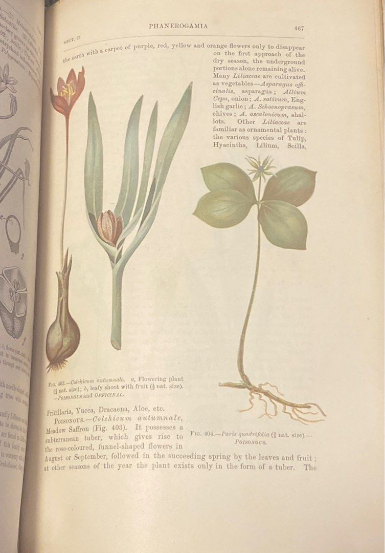 A Text-Book of Botany by Dr. Eduard Strasburger (Antique book, 1st Ed ...