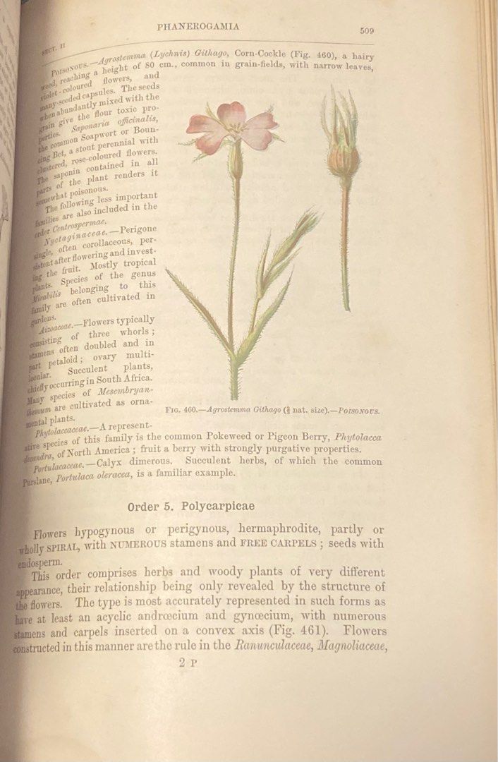 A Text-Book of Botany by Dr. Eduard Strasburger (Antique book, 1st Ed ...