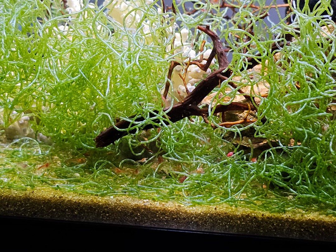 Eco sphere shrimp, Pet Supplies, Pet Food on Carousell