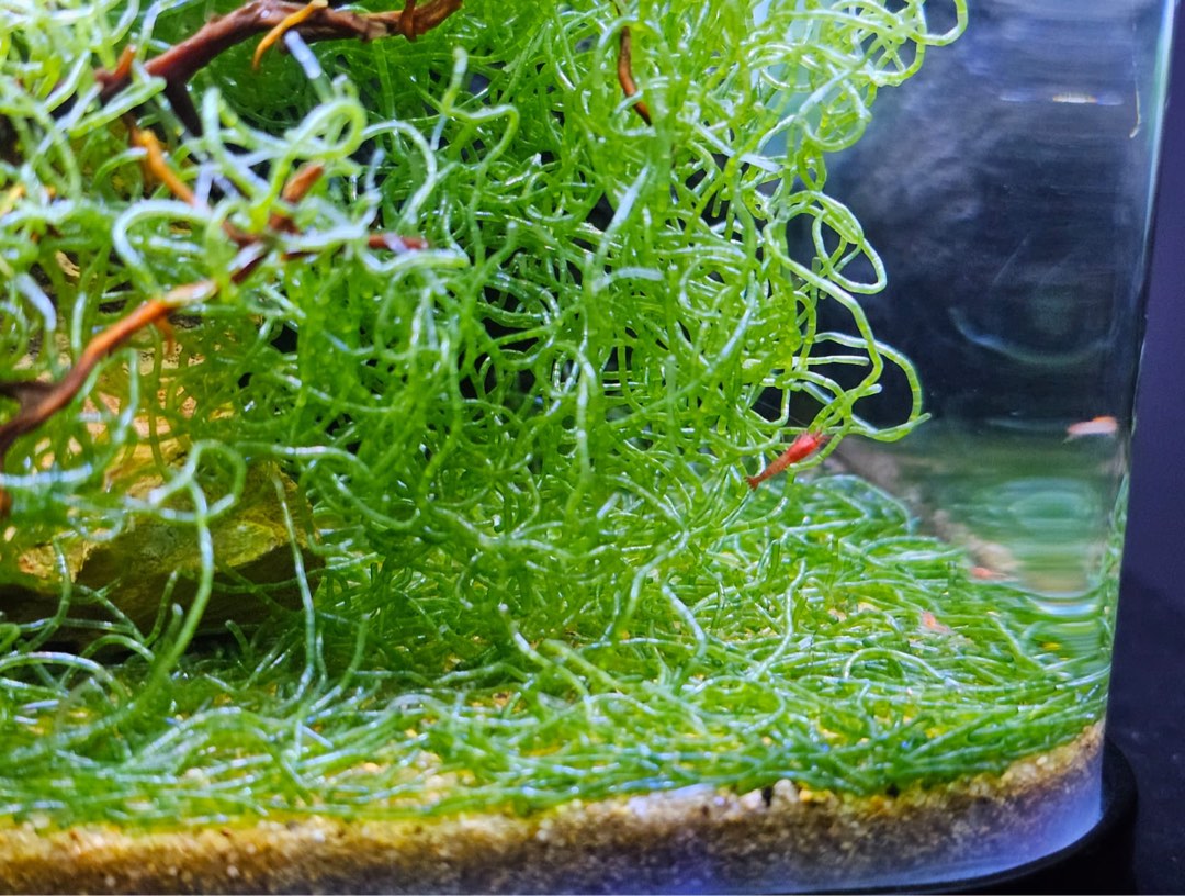 Eco sphere shrimp, Pet Supplies, Pet Food on Carousell