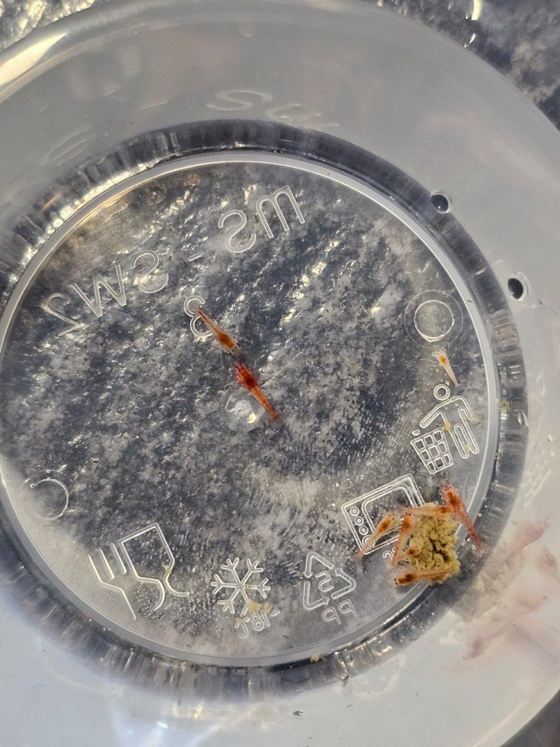 Eco sphere shrimp, Pet Supplies, Pet Food on Carousell