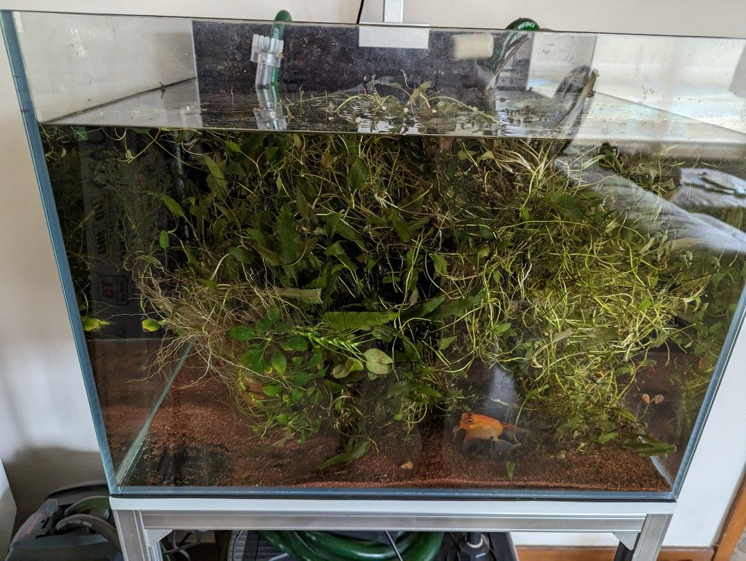 FOC Crypt Plants to Give Away, Furniture & Home Living, Gardening ...