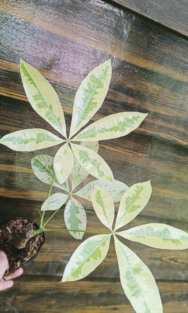 Money tree Variegated Pachira Aquatica live plant, Furniture & Home ...
