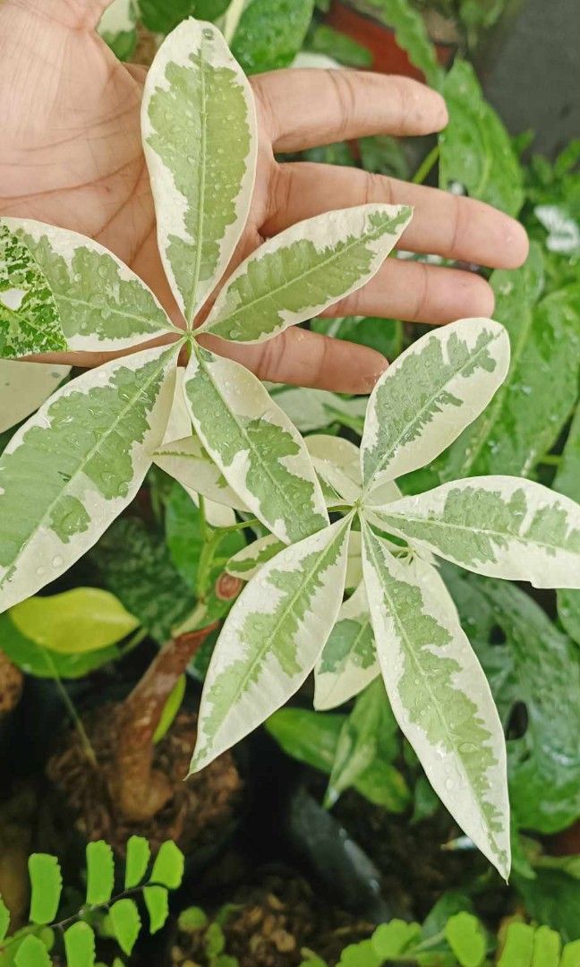 Money tree Variegated Pachira Aquatica live plant, Furniture & Home ...