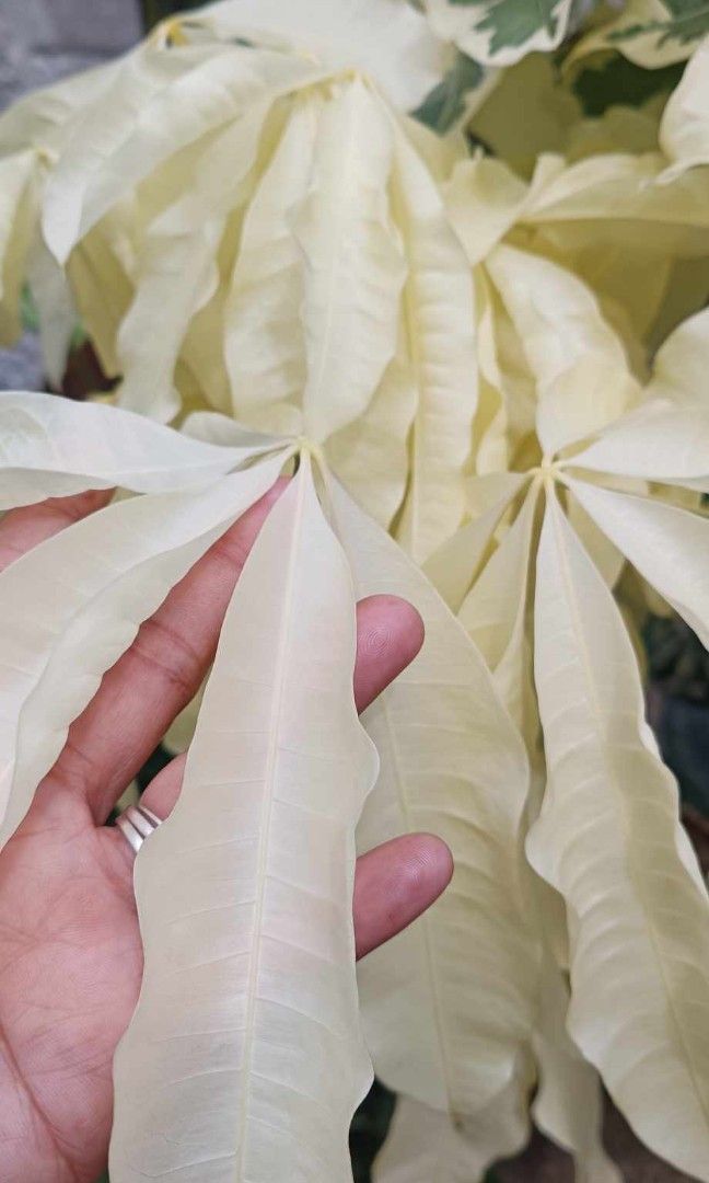 Money tree Variegated Pachira Aquatica live plant, Furniture & Home ...