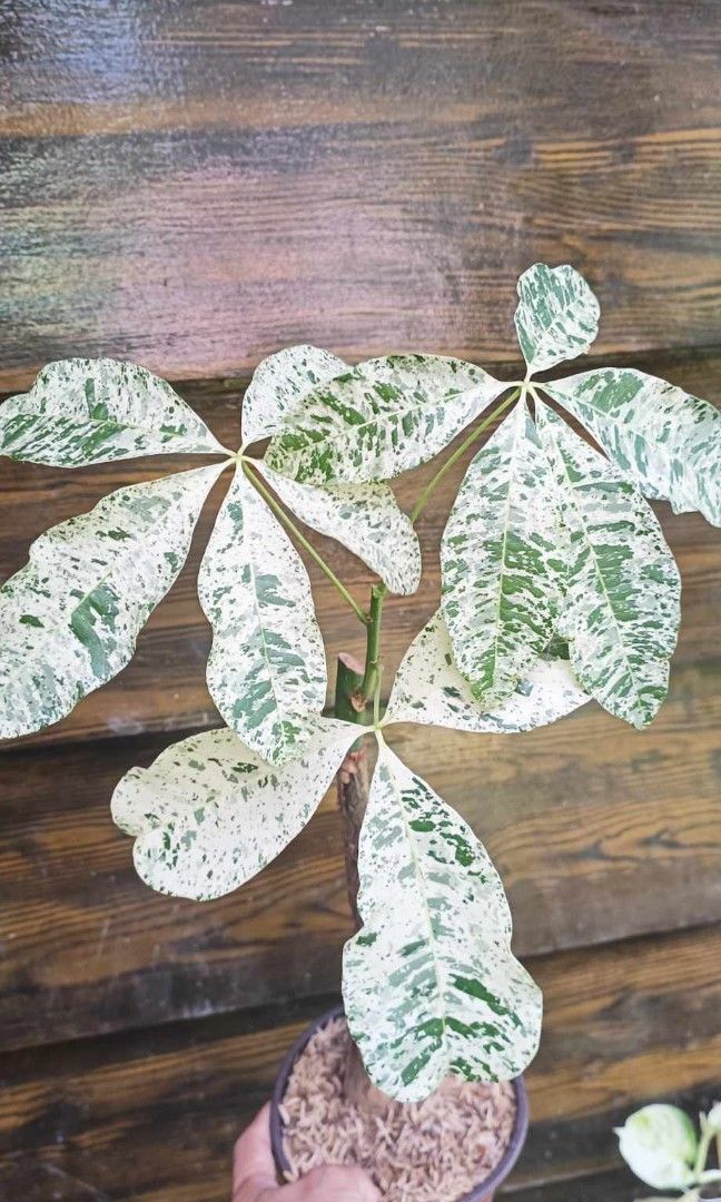 Money tree Variegated Pachira Aquatica live plant, Furniture & Home ...