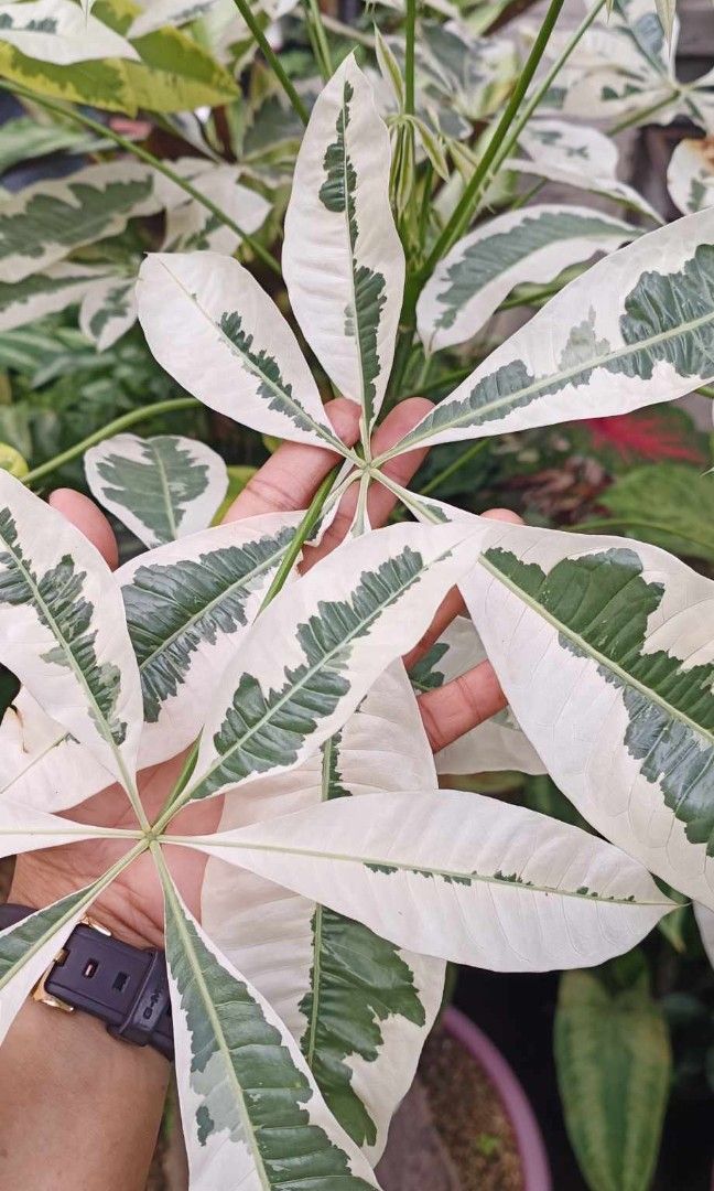 Money tree Variegated Pachira Aquatica live plant, Furniture & Home ...