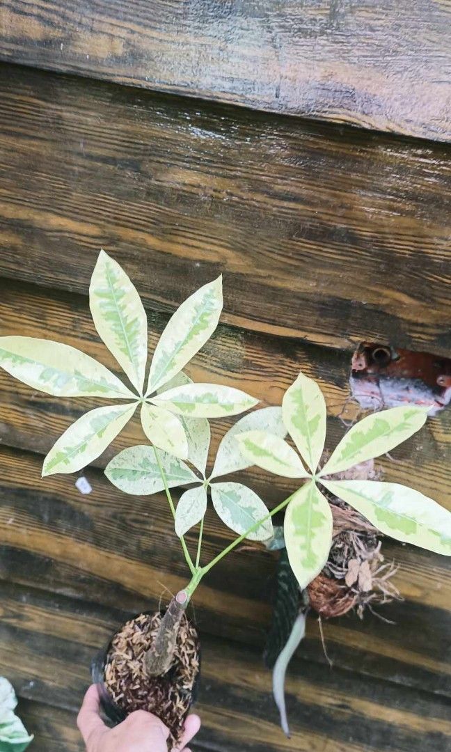 Money tree Variegated Pachira Aquatica live plant, Furniture & Home ...