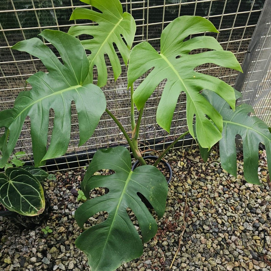 Monstera Brazilian Form, Furniture & Home Living, Gardening, Plants ...