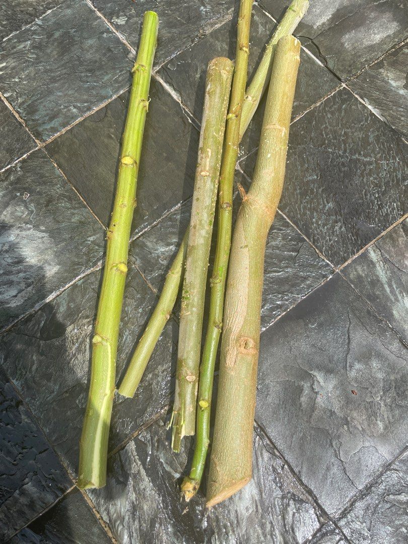 Moringa stalks for planting, Furniture & Home Living, Gardening, Plants ...
