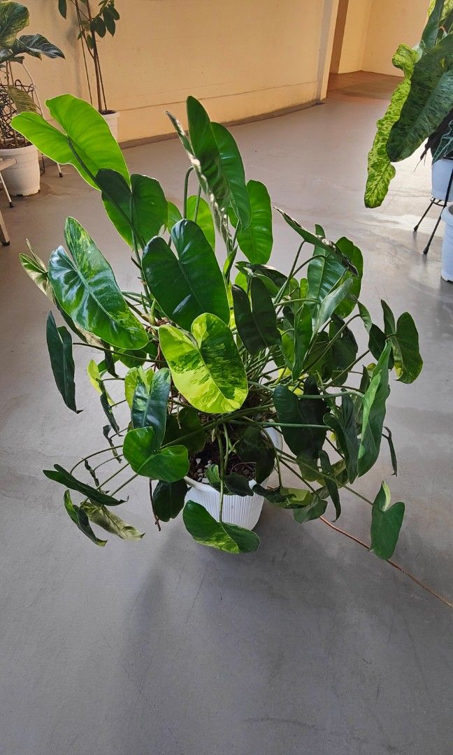 Philo Burle Marx, Furniture & Home Living, Gardening, Plants & Seeds on ...