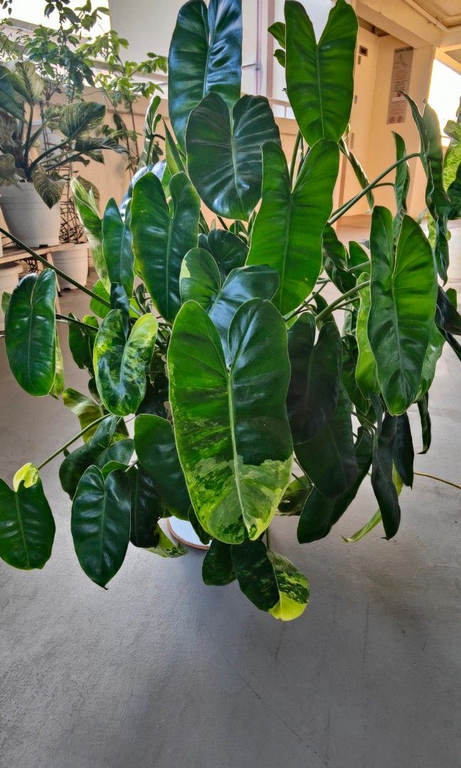 Philo Burle Marx, Furniture & Home Living, Gardening, Plants & Seeds on ...