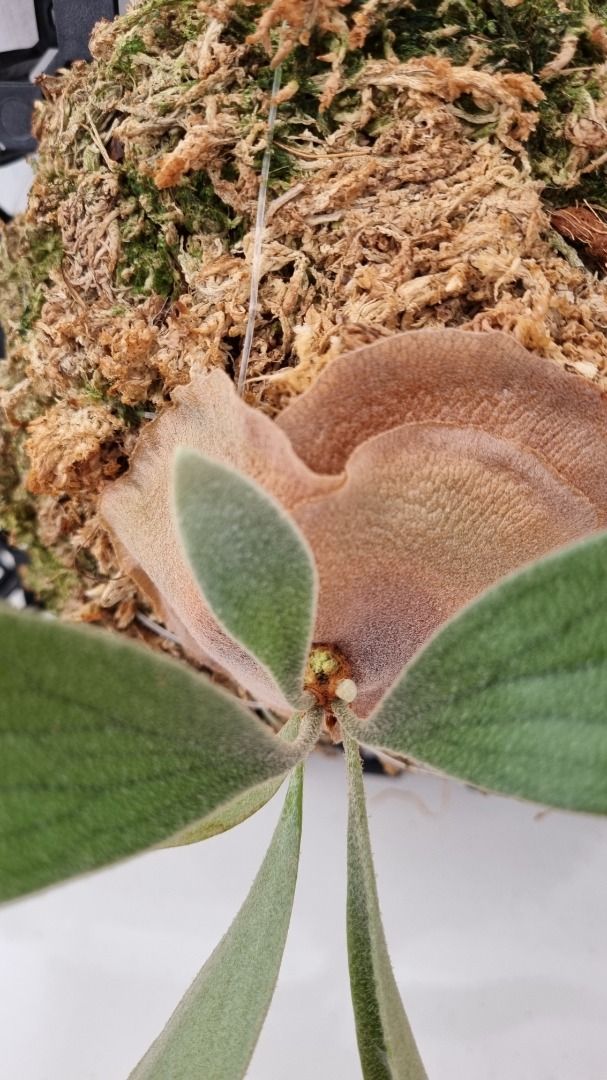 Platycerium 'Kiyohime' sporeling - from I Love Ferns (ILF), Furniture ...