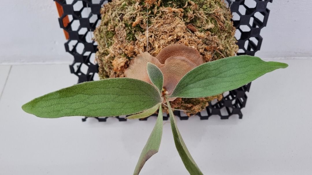 Platycerium 'Kiyohime' sporeling - from I Love Ferns (ILF), Furniture ...