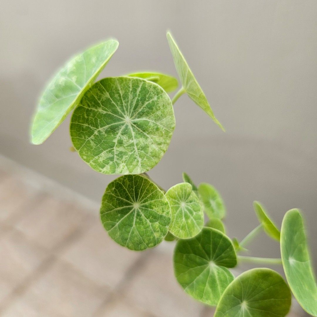 Rare Variegated Stephania Erecta - Large size, Furniture & Home Living ...