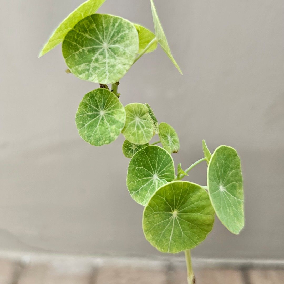 Rare Variegated Stephania Erecta - Large size, Furniture & Home Living ...