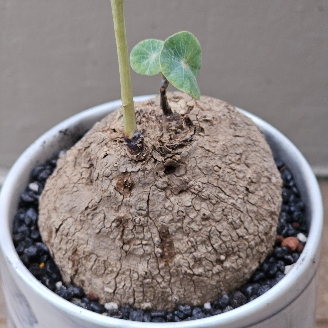 Rare Variegated Stephania Erecta - Large size, Furniture & Home Living ...