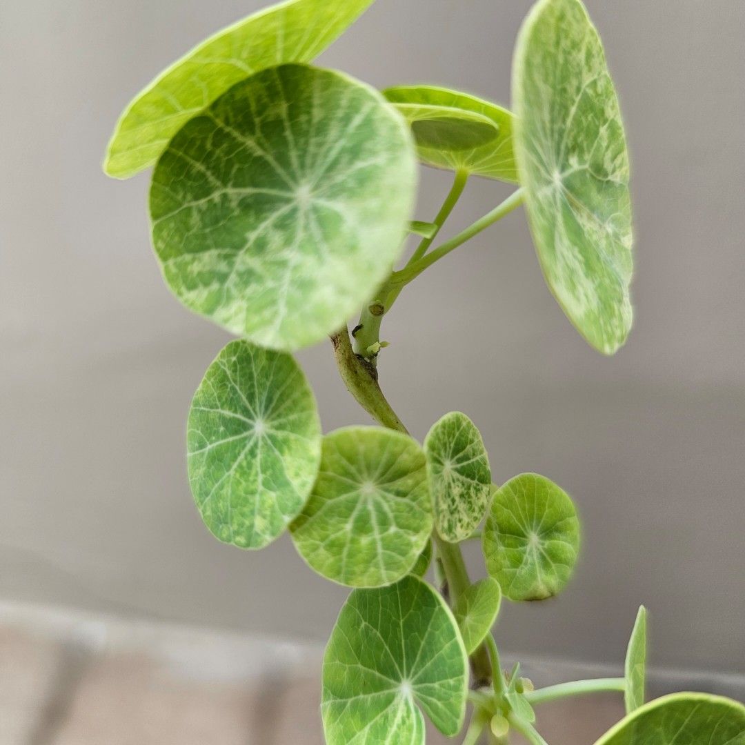Rare Variegated Stephania Erecta - Large size, Furniture & Home Living ...