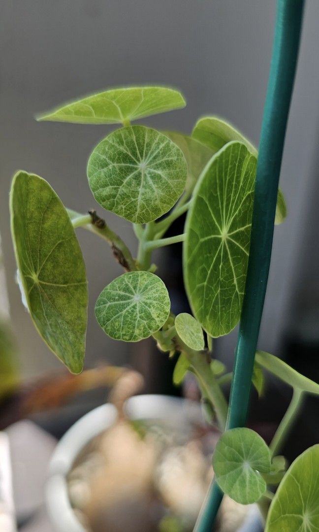 Rare Variegated Stephania Erecta - Large size, Furniture & Home Living ...