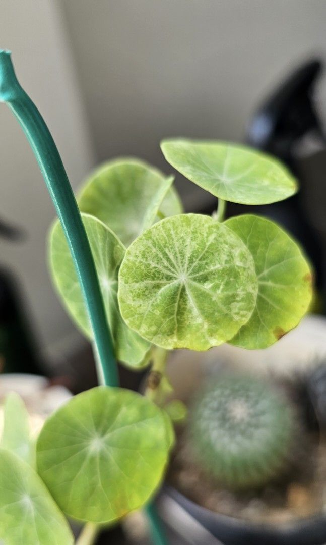 Rare Variegated Stephania Erecta - Large size, Furniture & Home Living ...