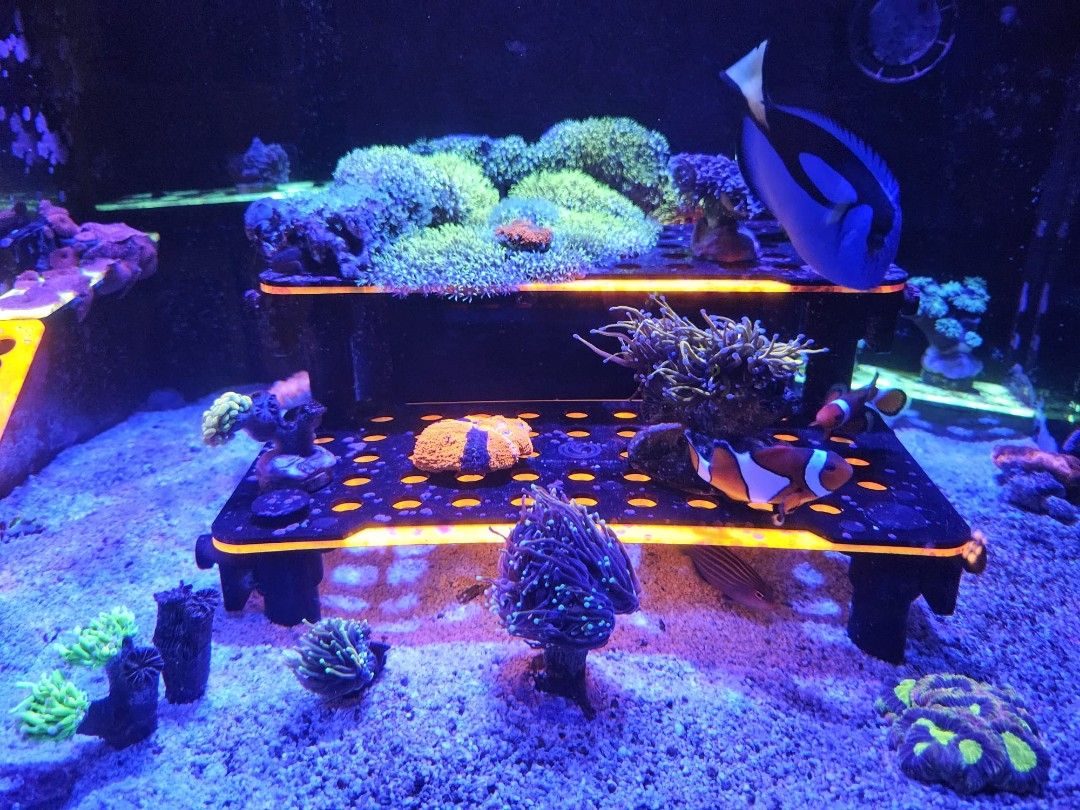 Salt Water Aquarium-Redsea XL200 full set with light, skimmer, pumps ...