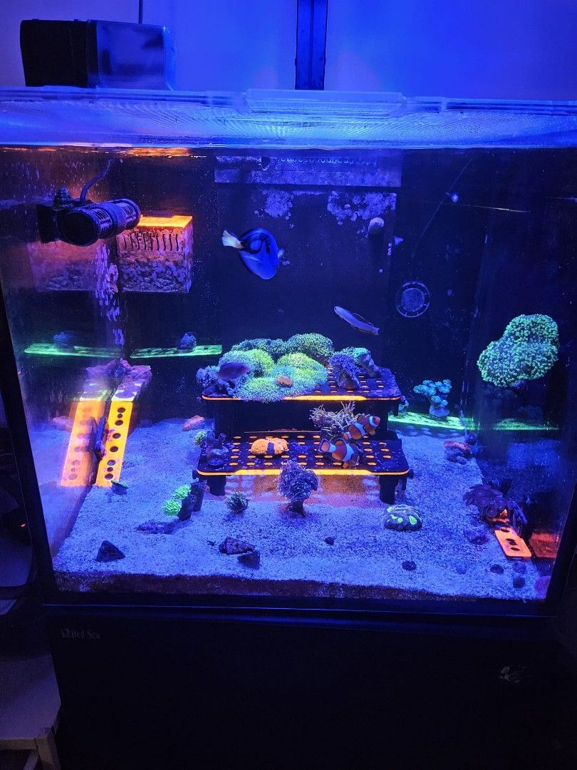 Salt Water Aquarium-Redsea XL200 full set with light, skimmer, pumps ...