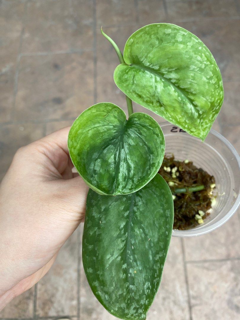 Scindapsus Green Splash, Furniture & Home Living, Gardening, Plants ...