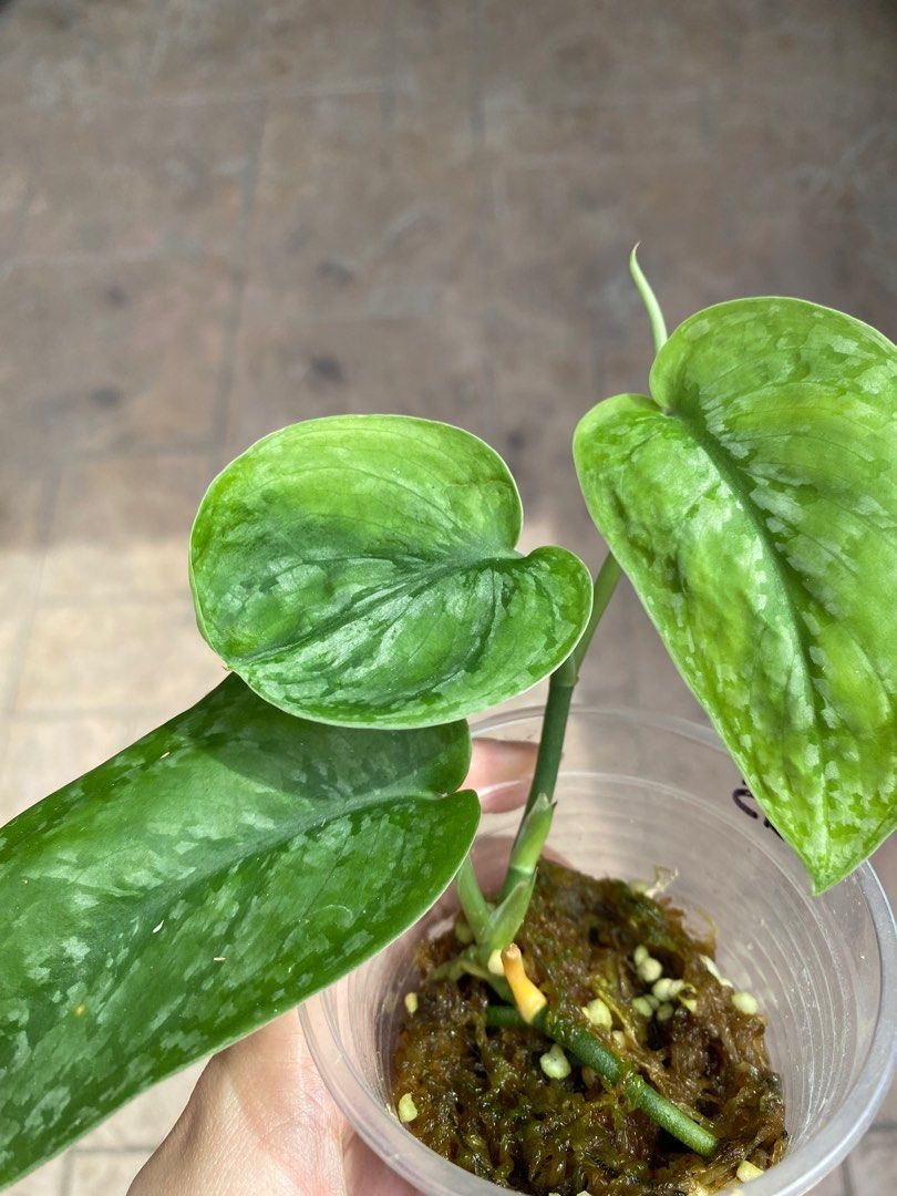 Scindapsus Green Splash, Furniture & Home Living, Gardening, Plants ...