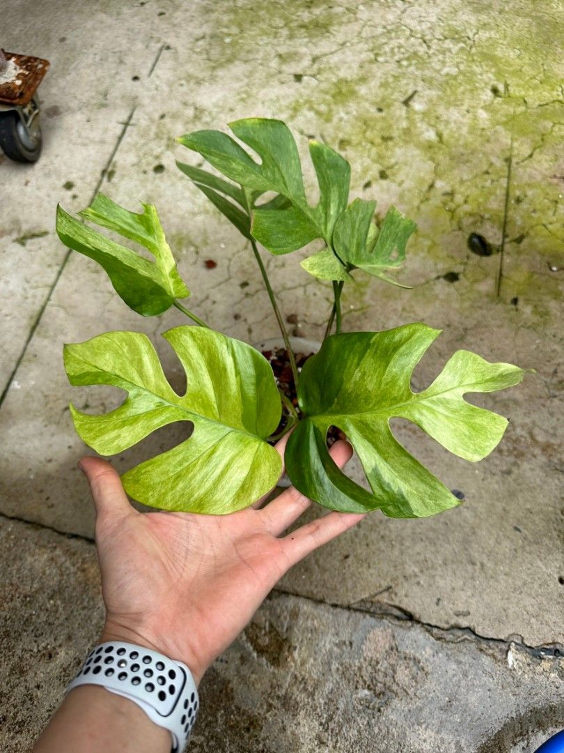 Tetrasperma mint, Furniture & Home Living, Gardening, Plants & Seeds on Carousell