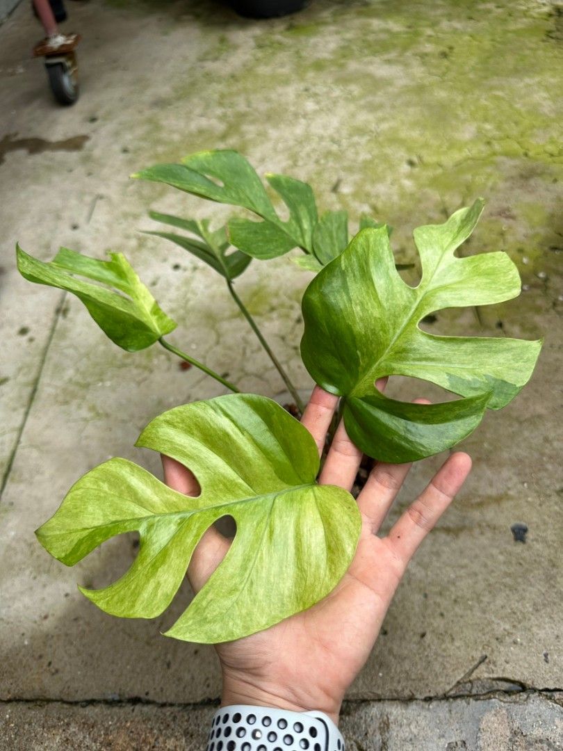 Tetrasperma mint, Furniture & Home Living, Gardening, Plants & Seeds on Carousell