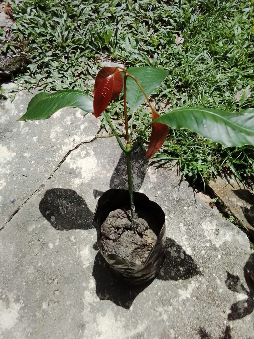 Anak Pokok Bacang, Furniture & Home Living, Gardening, Plants & Seeds ...