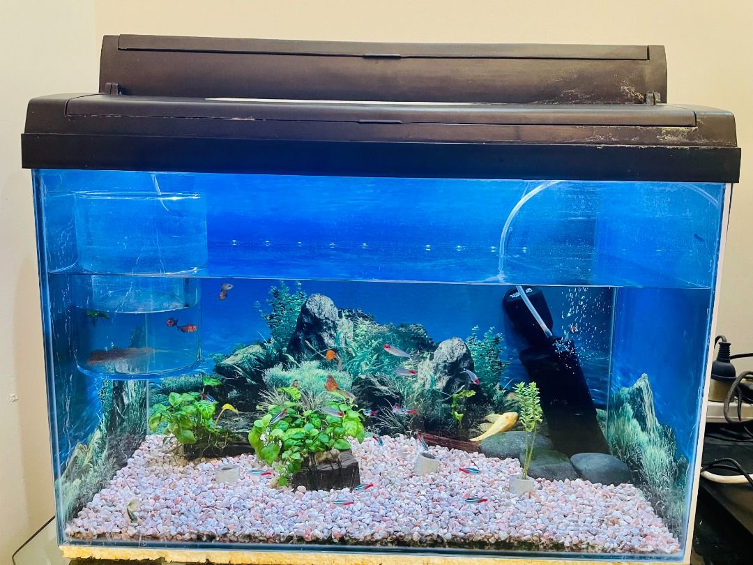 Beautiful fish tank for a happy family, Pet Supplies, Homes & Other Pet ...