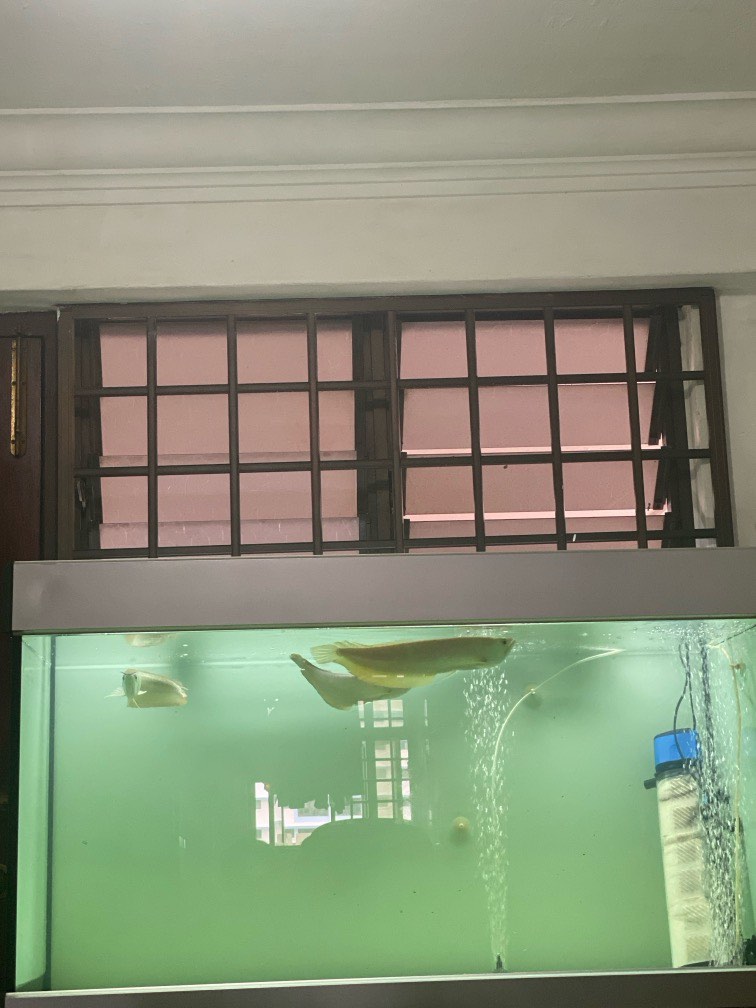 Fish tank with stand only (without fish), Pet Supplies, Homes & Other ...